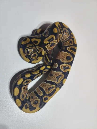 Fire Ball Python by Rare Genetics Reptiles