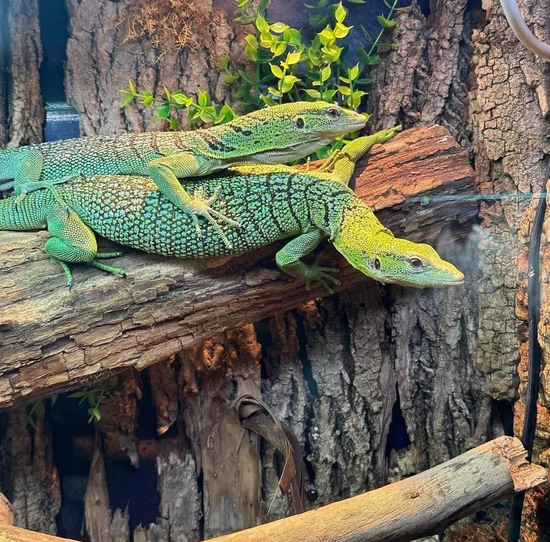 Green Tree Pair Green Tree Monitor by Rhacaesthetics