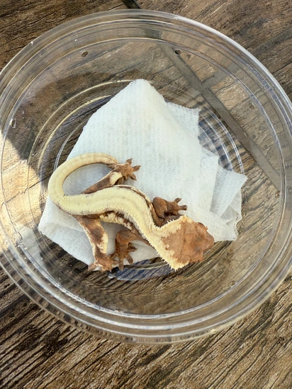 Highway Lilly Probable Female Crested Gecko by RhacsEtc.