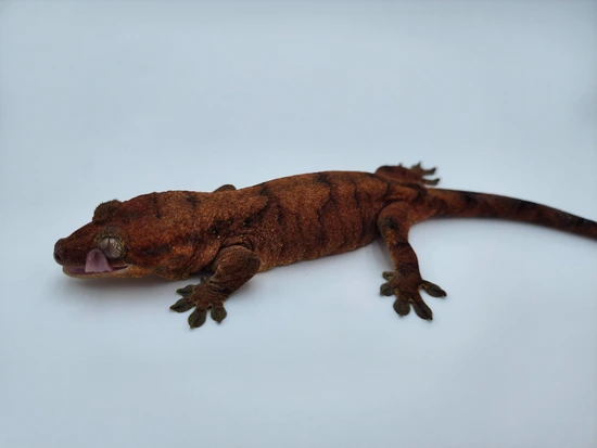 Hybrid (Crested X Chahoua) Crested Gecko by Rhacs to Riches