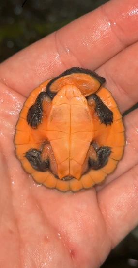 Pink Belly Snapper Side-Necked Turtle by Rhett’s Exotic Pets