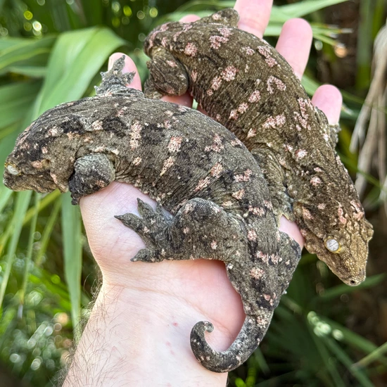 Pink Leachie Pair Leachianus Gecko by Rhett’s Exotic Pets