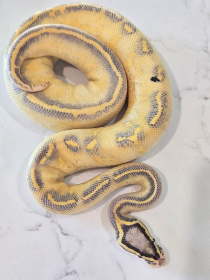 Pastel Highway Het VPI Axanthic 66% Piebald Ball Python by MaxMorphs