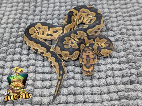 Clown Poss Gravel Ball Python by The Snake Bank