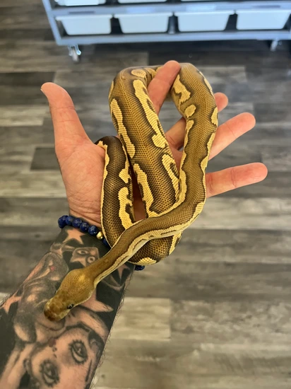 Cinnamon Spotnose Cypress Mojave Yellowbelly Clown Het Hypo Ball Python ...