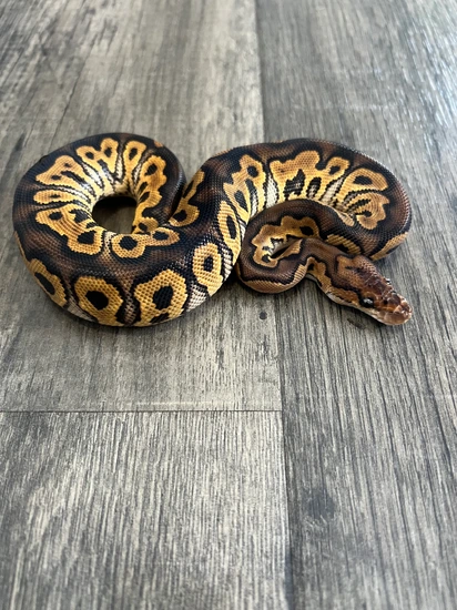 Black Pastel Hurricane Clown Ball Python by Black Label Pythons