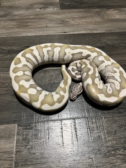 Ghi Leopard Lesser Spotnose Desert Ghost Ball Python by Black Label Pythons