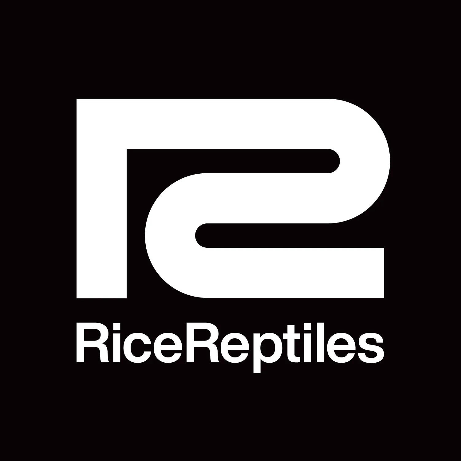 Ball Python Clutch: RR25033 by Rice Reptiles - MorphMarket