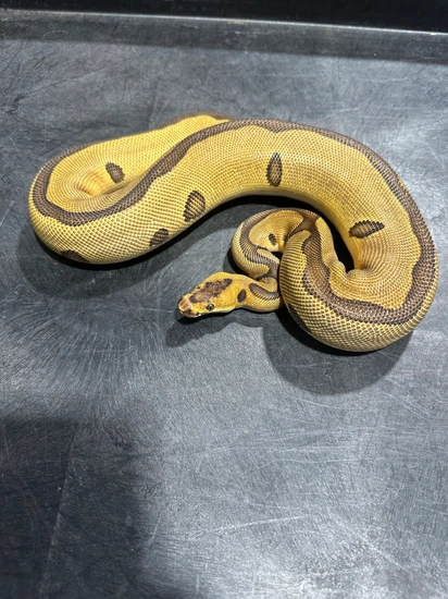 Enchi Leopard Clown (Poss Super Leopard) Het G-Stripe Ball Python by ...