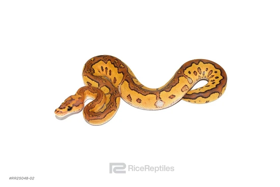 Fire Baker Special YB (Peach) Clown Ball Python by Rice Reptiles