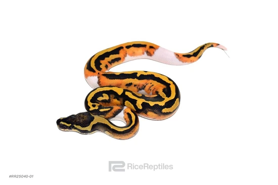 Leopard DG Pied Het Clown Ball Python by Rice Reptiles