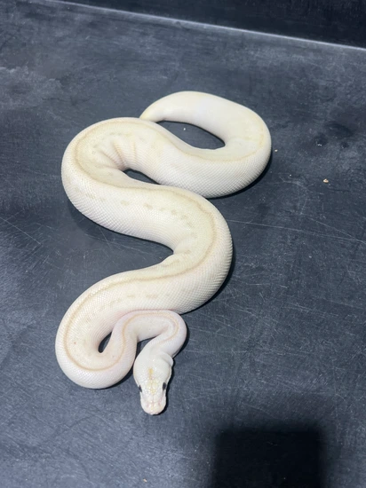 Bamboo Enchi (YB) (Redstripe) Batman Ball Python by Rice Reptiles