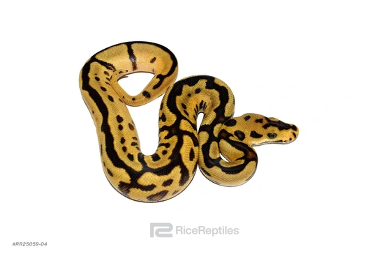 Enchi Lace Batman Ball Python by Rice Reptiles