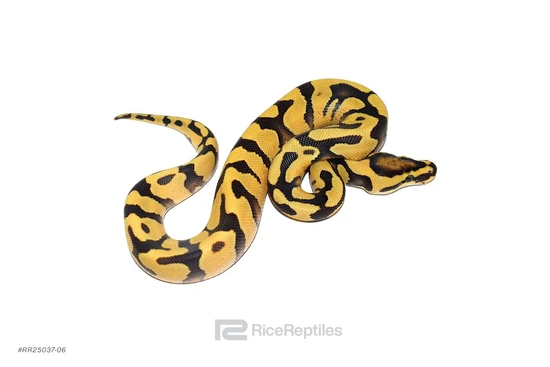 Enchi YB (Fire) DG Het Clown Ball Python by Rice Reptiles