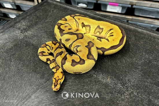 Enchi Spotnose Clown Ball Python by Rice Reptiles