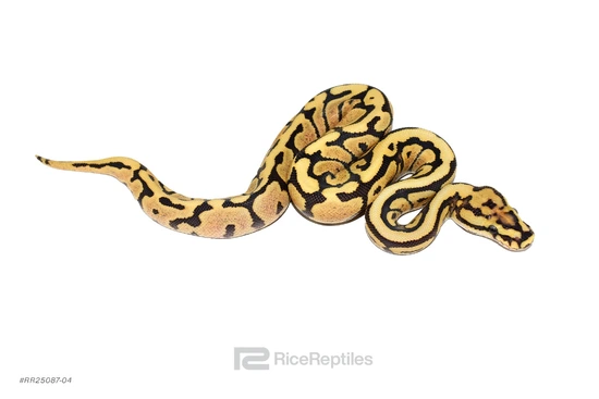 Fire Spotnose Mario DG Het Clown Ball Python by Rice Reptiles