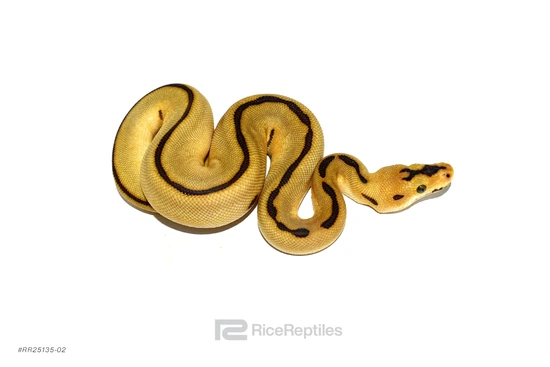 Super Enchi Batman Het Lavender Ball Python by Rice Reptiles