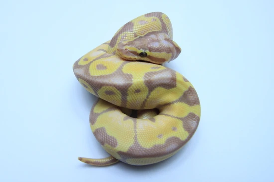 Lemon Pastel Coral Glow Ball Python by Without Warning Exotics