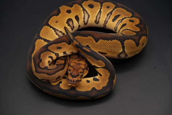 Red Stripe Yellow Belly Clown Ball Python by Capital City Ball Pythons