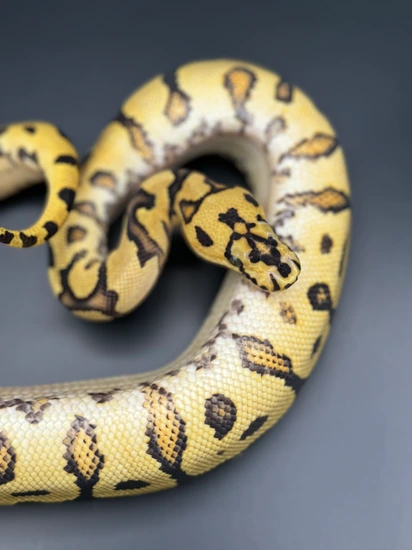 OD Spotnose Lace Clown Ball Python by Capital City Ball Pythons
