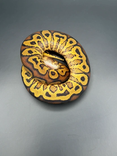 Lace Special Yellow Belly Clown Ball Python by Capital City Ball Pythons