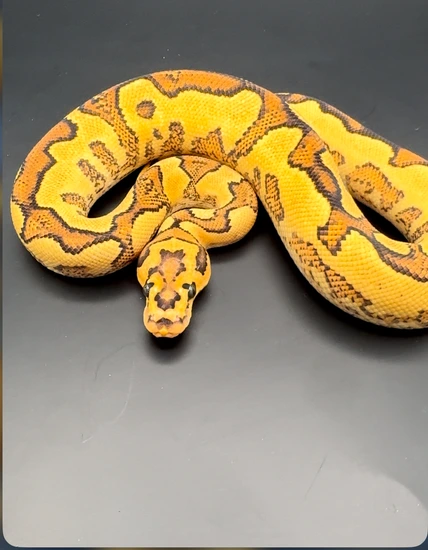 Orange Dream Yellow Belly Fire Lace Clown Ball Python by Capital City ...