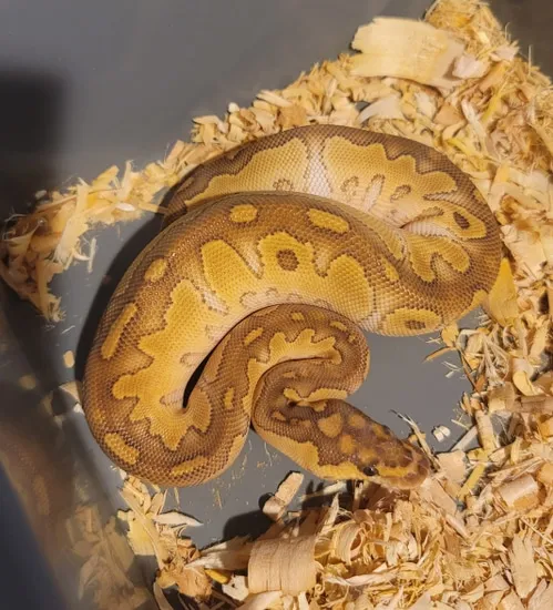 Lesser Clown Ball Python by Richie Boos Ball Pythons