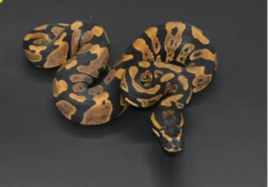 Acid Ball Python by Richie Boos Ball Pythons