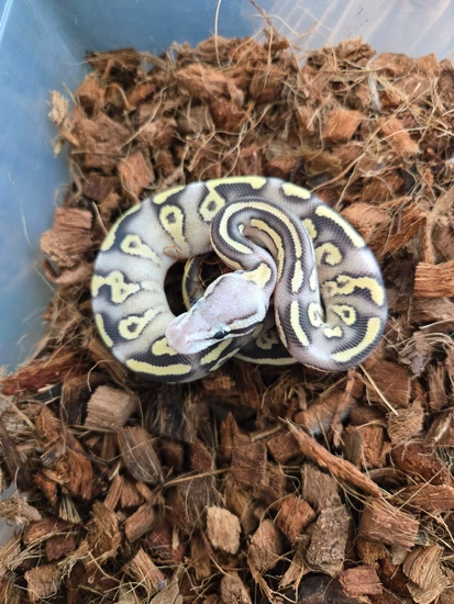 Super Pastel Mojave Fire Het Clown Het Hypo Ball Python by Caffeinated ...