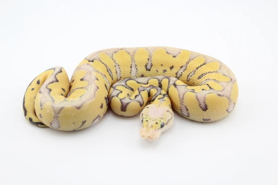 Pastel Enchi (Fire) Desert Ghost Clown Ball Python by Hydra