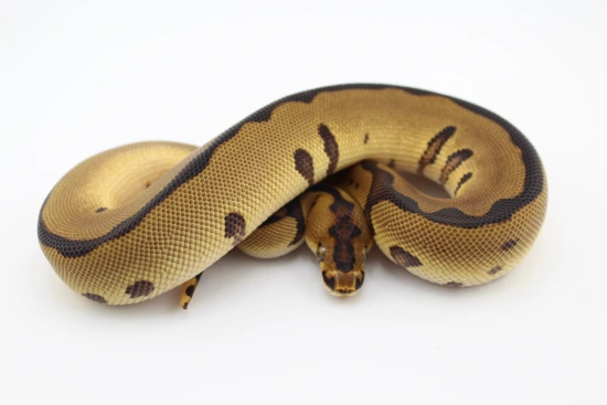 Enchi Leopard Yb Clown Het Pied Ball Python by Hydra