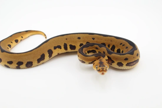 Enchi Leopard Clown Het Pied Ball Python by Hydra