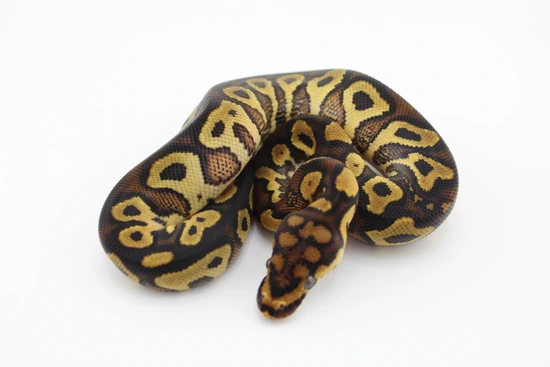 Spotnose Redstripe Clown Ball Python by Hydra