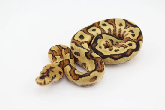 Spotnose OD Clown Ball Python by Hydra