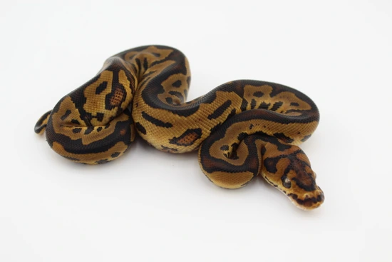 Leopard Clown Ball Python by Hydra