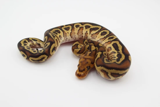 Cypress OD YB Clown Ball Python by Hydra