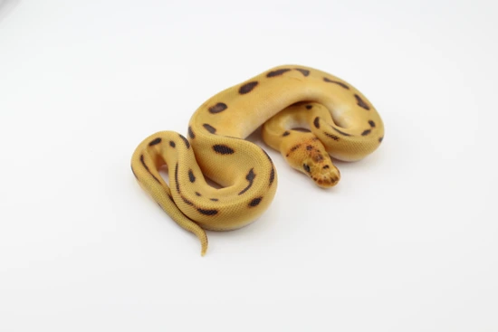 Enchi Genetic Stripe Desert Ghost Clown Ball Python by Hydra