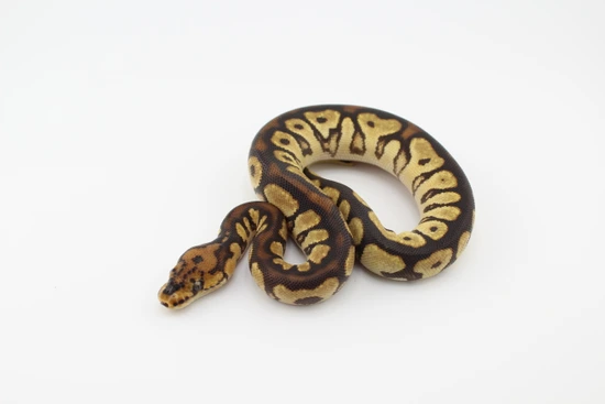 Spotnose OD (YB ) Clown Ball Python by Hydra