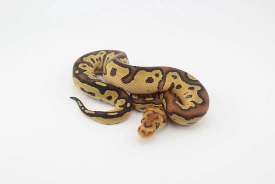Red Stripe Clown Dbl DG GS Ball Python by Hydra