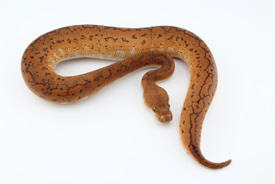 Black Pastel Pinstripe Clown Ball Python by Hydra