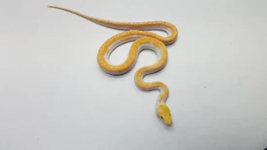Albino Pied Reticulated Python by Ridgeway Exotics