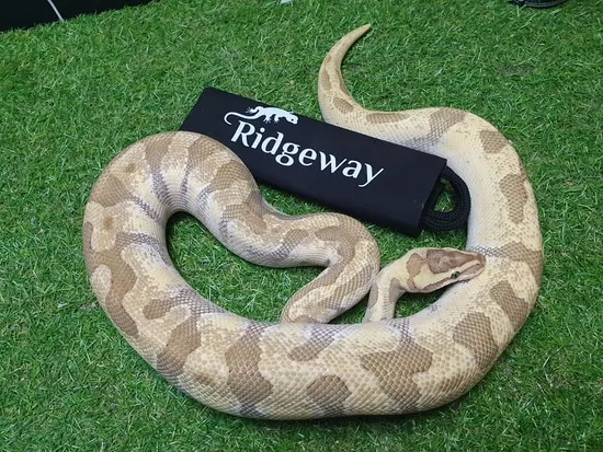 Super Enchi Lesser Fire Ball Python by Ridgeway Exotics