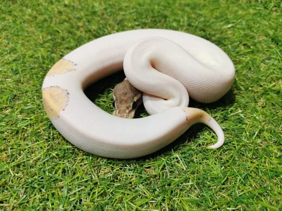 Pastel Mojave Fire Pied Poss Leopard Ball Python by Ridgeway Exotics