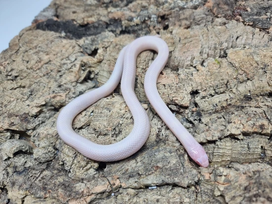 Albino California Kingsnake by Ridgeway Exotics