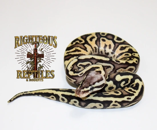 Fire Het Clown 50% Het Hypo Ball Python by Righteous Reptiles and Rodents