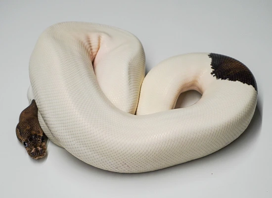 Panda Pied Ball Python by Righteous Reptiles and Rodents