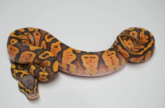 NR Mandarin Pastel Red Stripe Enchi Het Hypo Ball Python by Righteous Reptiles and Rodents