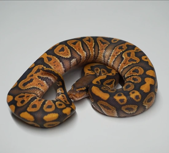 Phantom NR Mandarin Red Stripe Hypo Ball Python by Righteous Reptiles ...