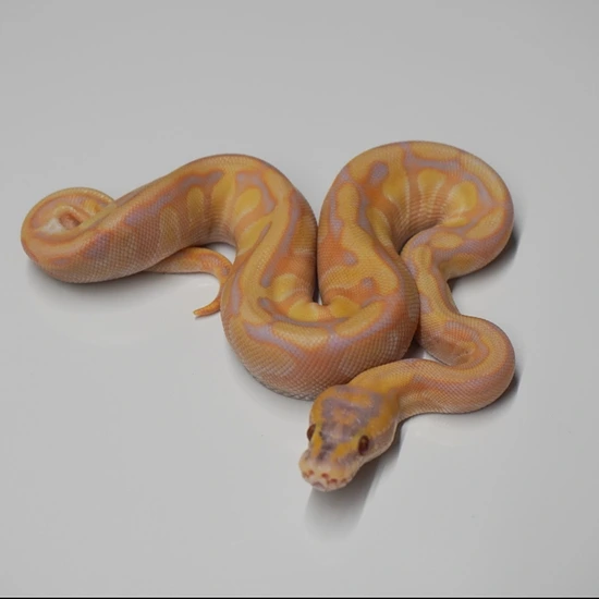 Super Enchi Rainbow Pastel Het Hypo 50% Het DG Ball Python by Righteous ...
