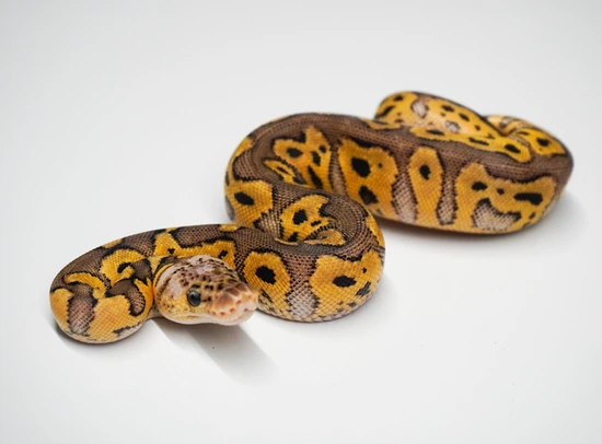 Pastel GHI Clown Poss Acid Ball Python by Righteous Reptiles and Rodents